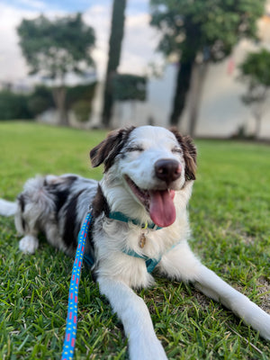 Premios Deshidratados y Masticables Para Perros - 100% naturales – Dogger